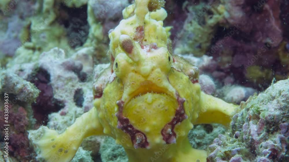 A yellow frog fish frogfish or angler fish is floating underwater in ...