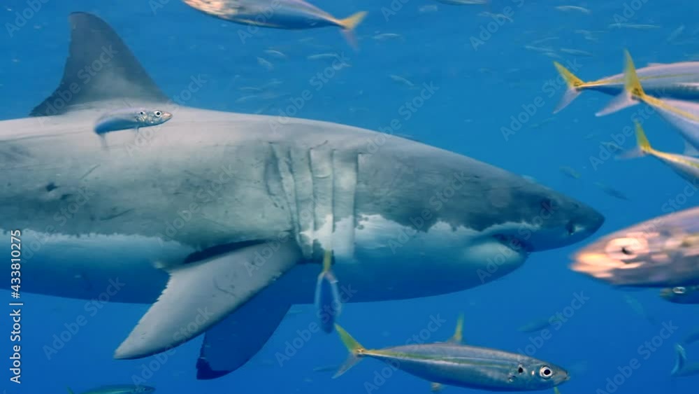 Slow motion Close-up of great white shark swimming underwater in front ...