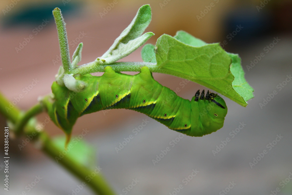 Daphnis nerii is a large hawk-moth found in wide areas of Africa, Asia ...