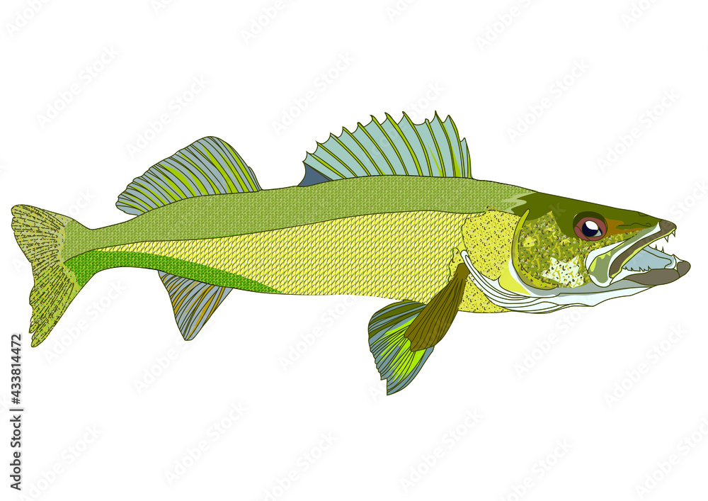 Walleye Fish Vector Drawing Illustration Isolated on white background ...