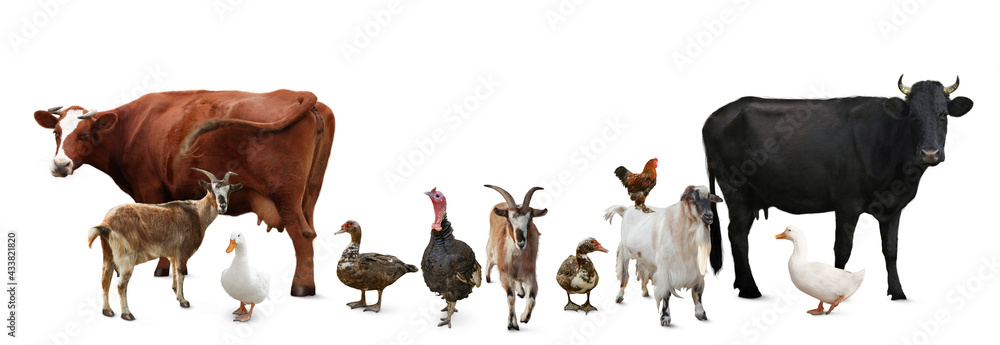 Group of different farm animals on white background. Banner design ...