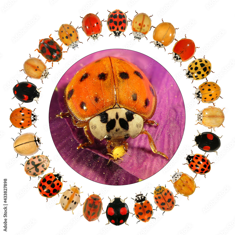 Beetles. Circular design with ladybugs (ladybird beetles) (Coleoptera: Coccinellidae). Isolated ...