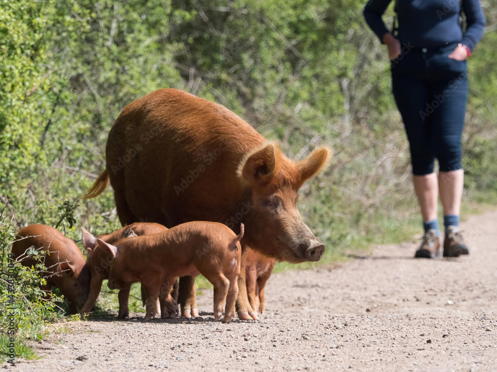 A Tamworth pig sow and her four piglets have emerged from shrubbery and ...