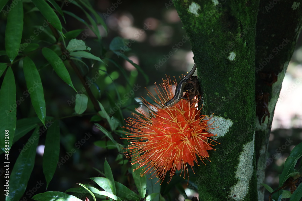 Small lizard on a fluffy red flower in the jungle.Image of rainforest ...