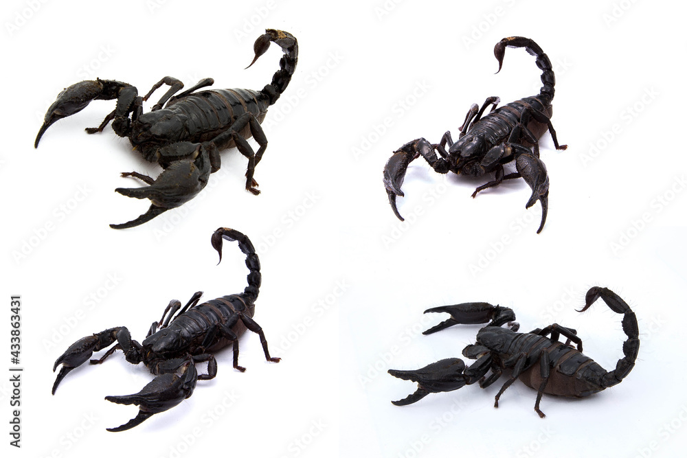 Emperor Scorpion, Scorpion collection in on white background Stock ...