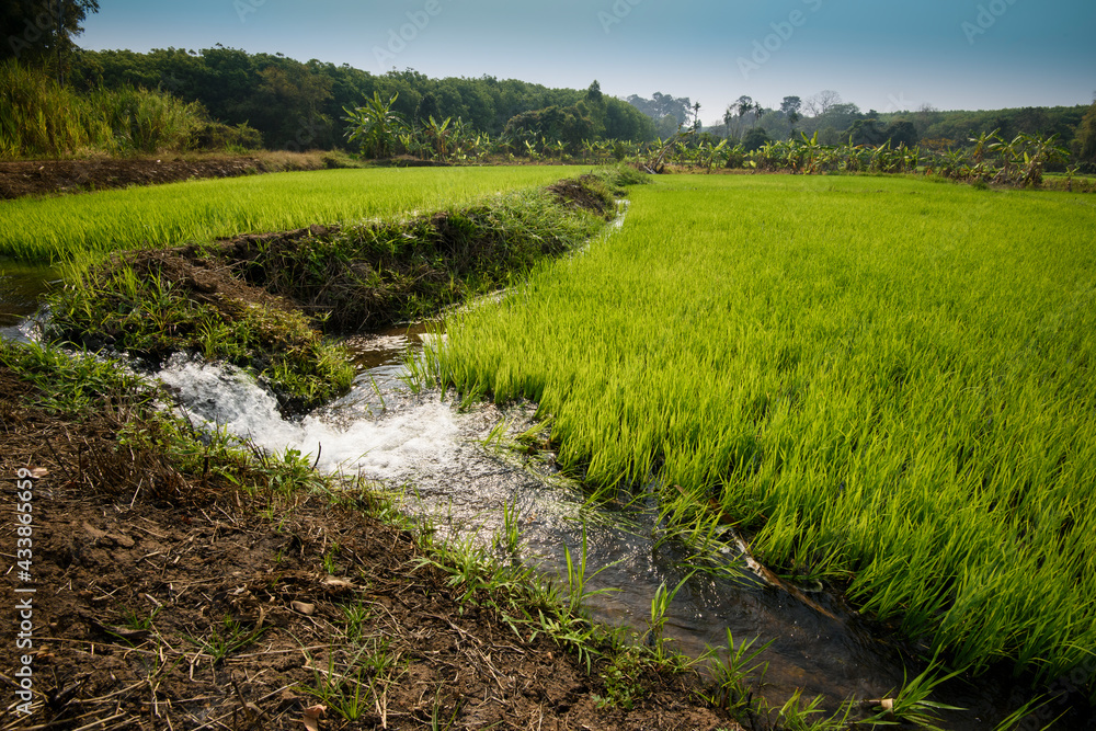 Rice fields Asia showing irrigation channels and manmade reservoirs to ...