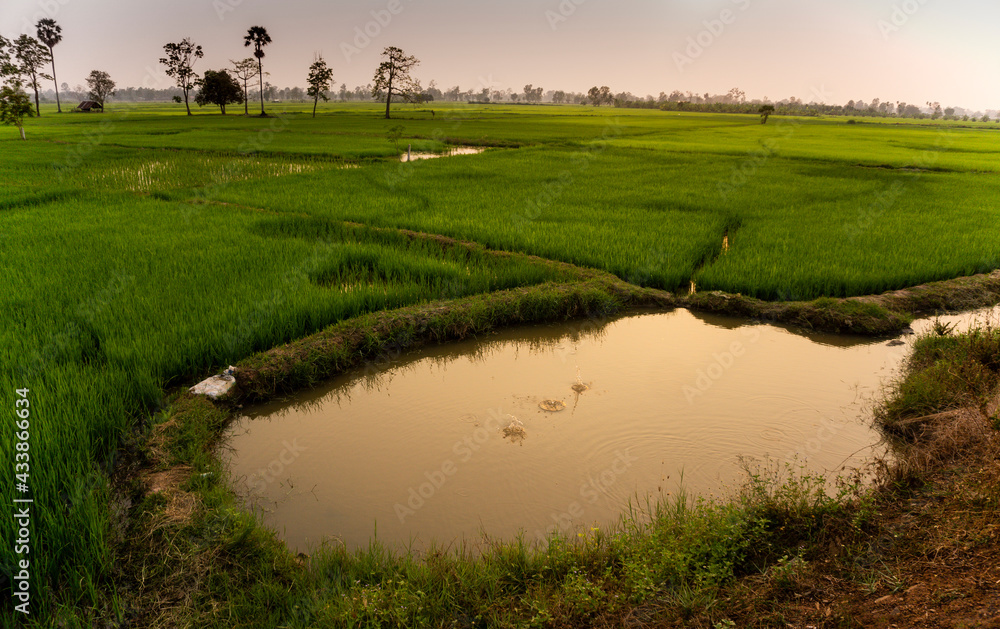 Rice fields Asia showing irrigation channels and manmade reservoirs to ...