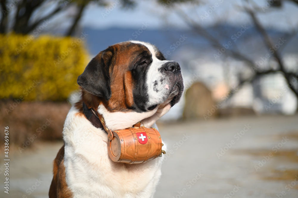 Stockfoto Rescue dog, Saint Bernard with barrel | Adobe Stock