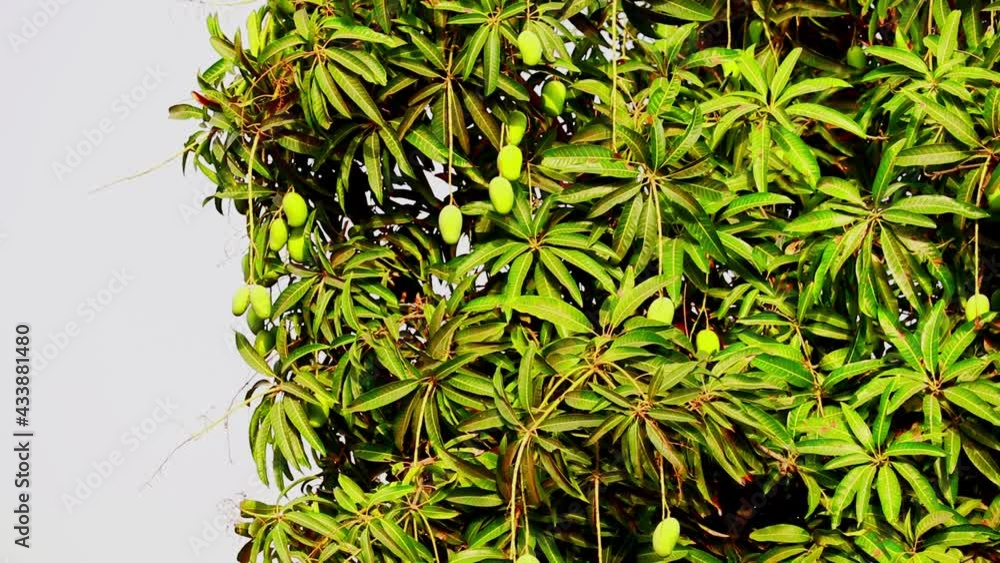 Green Mango in a mango garden in Karnataka India,Lots of mangoes on ...