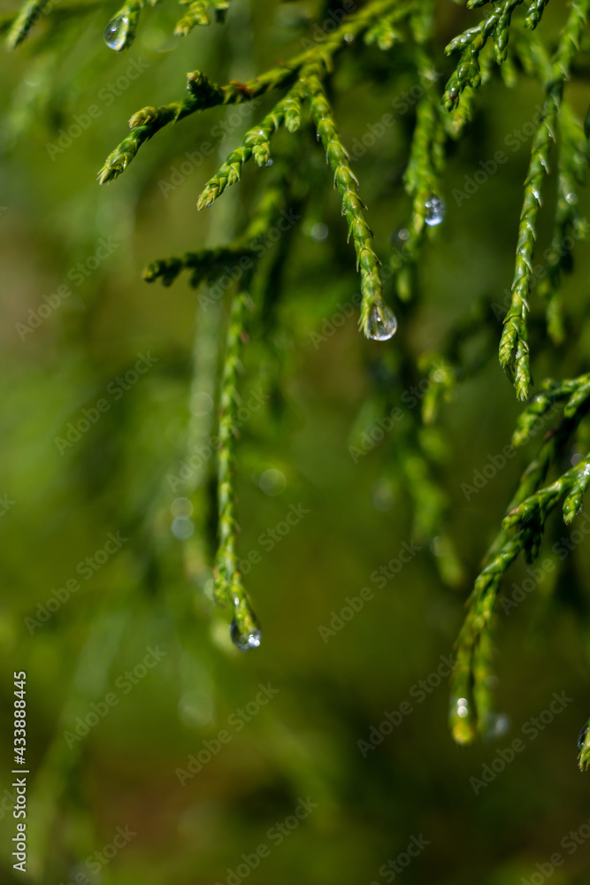 Rain drops, water drops on Juniperus virginiana (Eastern red cedar ...
