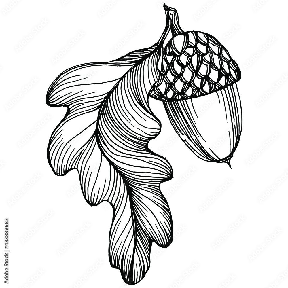 Acorn isolated sketch drawing on white. Vintage illustration with retro ...