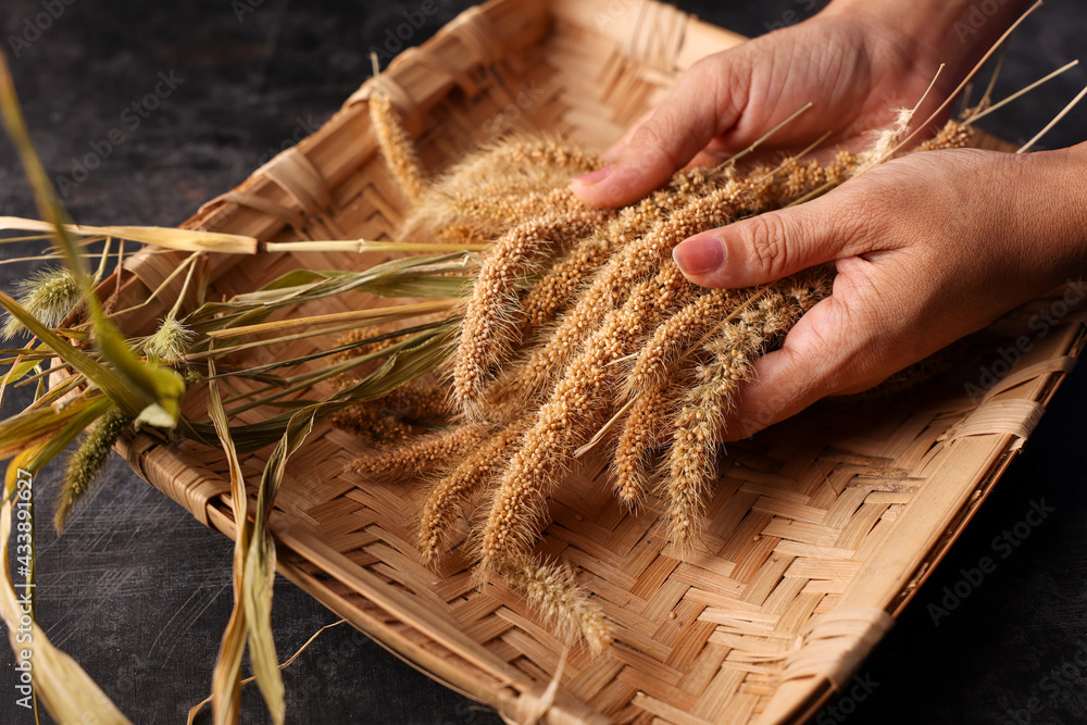 Woman hand holding golden ripe foxtail millet after harvest , dwarf ...