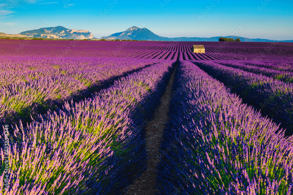 Beautiful scenery with purple lavender plantations, Valensole, Provence ...