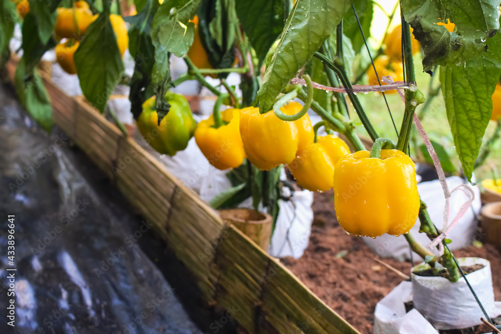 Vegetables farm background of capsicum annuum yellow sweet pepper group ...