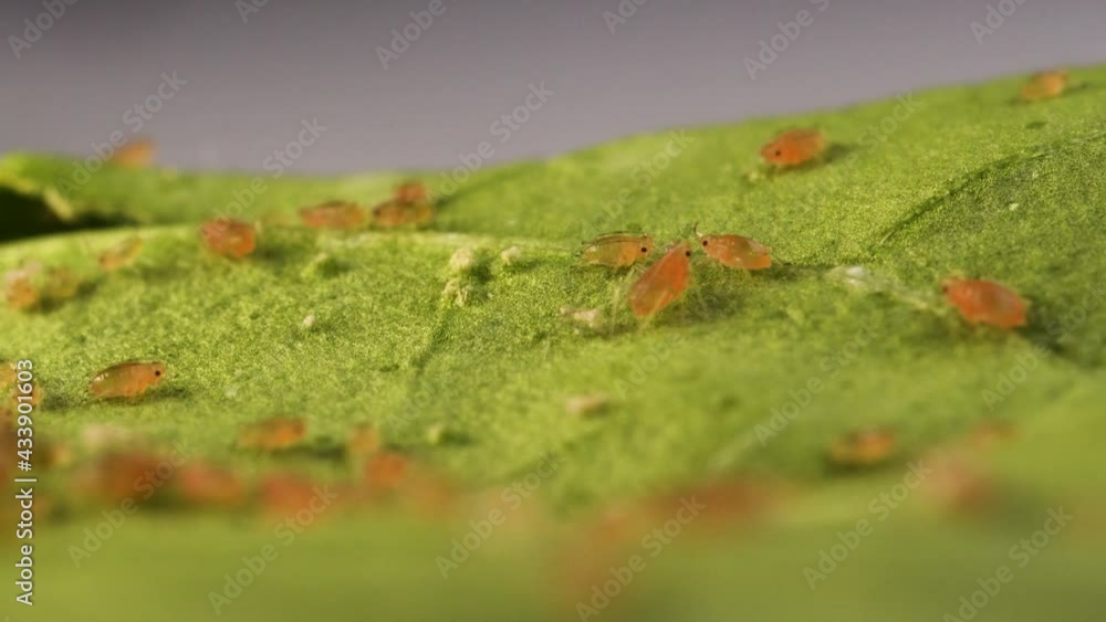 Leaf infested with tiny sap-sucking insects. Pink aphids in different ...
