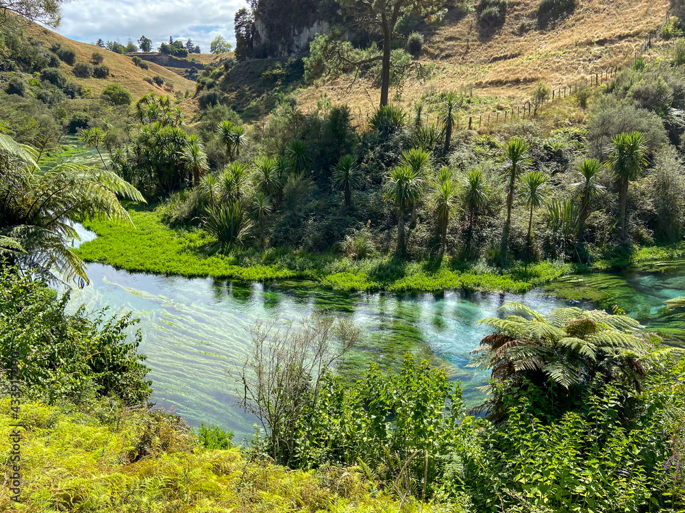 Blue Spring, river with crystal-clear pure water at Te Waihou Walkway ...
