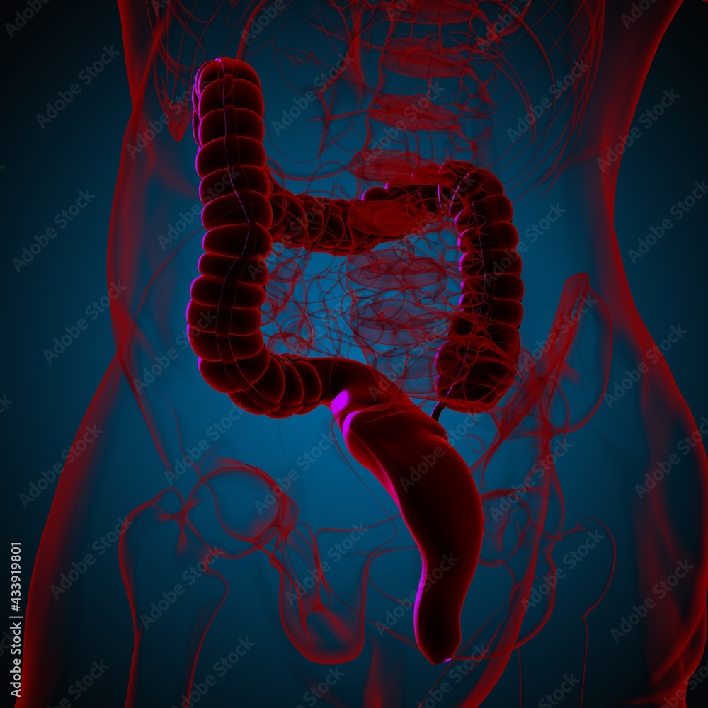 Large Intestine 3D Illustration Human Digestive System Anatomy Stock ...