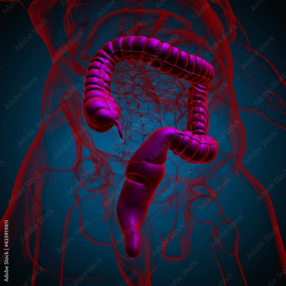 Large Intestine 3D Illustration Human Digestive System Anatomy Stock ...
