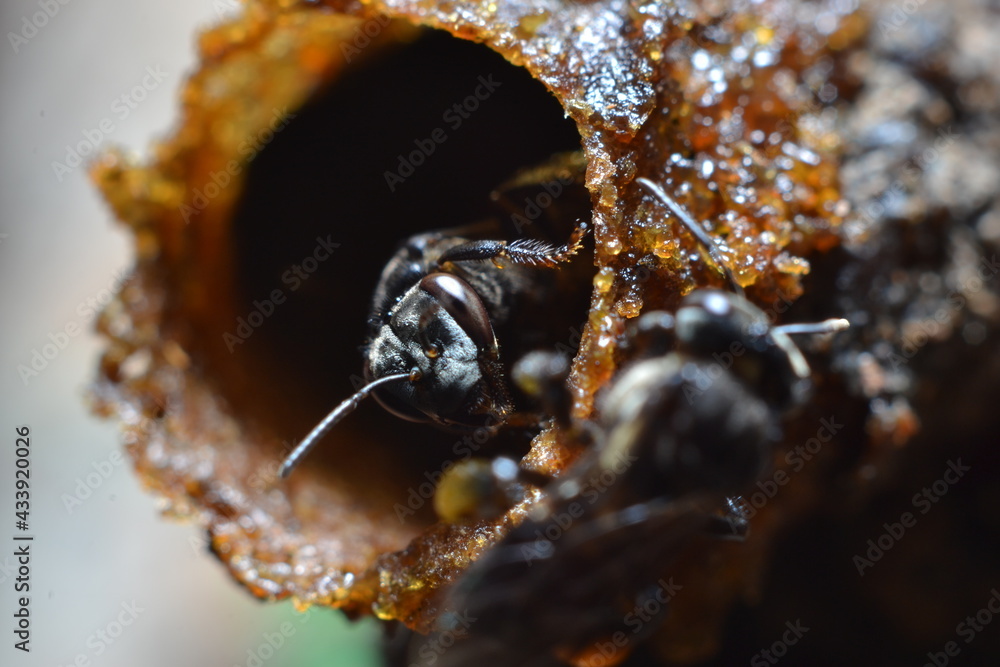 Lebah kelulut or meliponini is a stingless bee that produces honey just ...