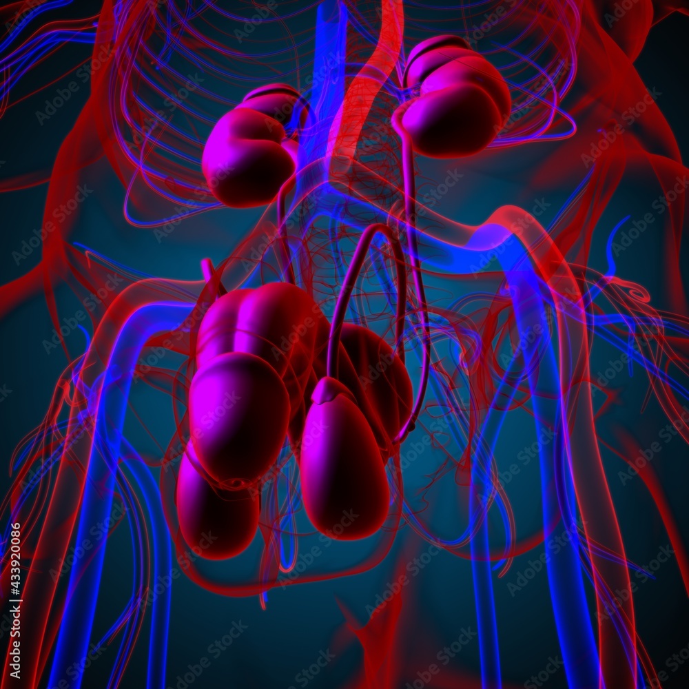 Male Reproductive System Anatomy For Medical Concept 3D Stock ...