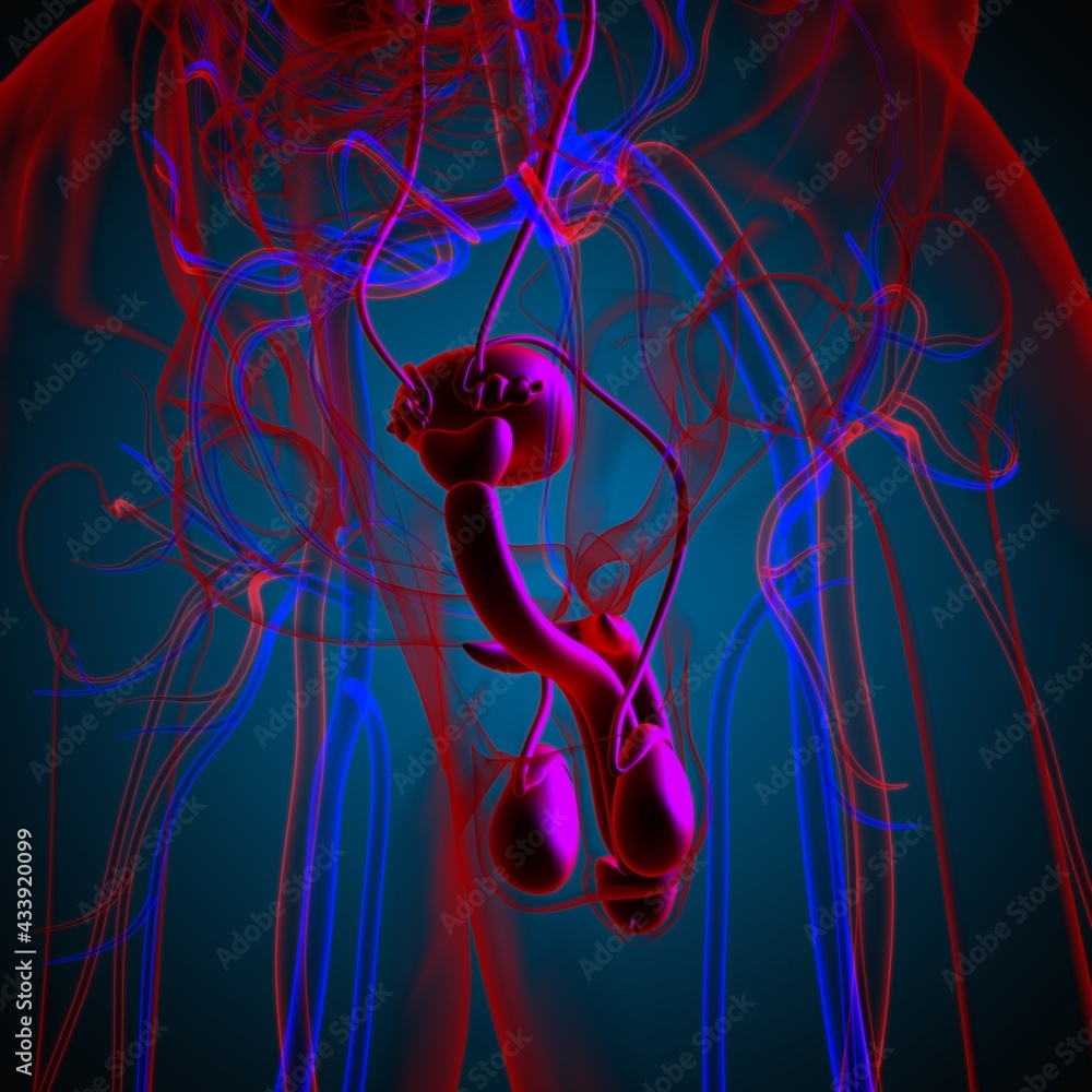Male Reproductive System Anatomy For Medical Concept 3D Rendering Stock ...