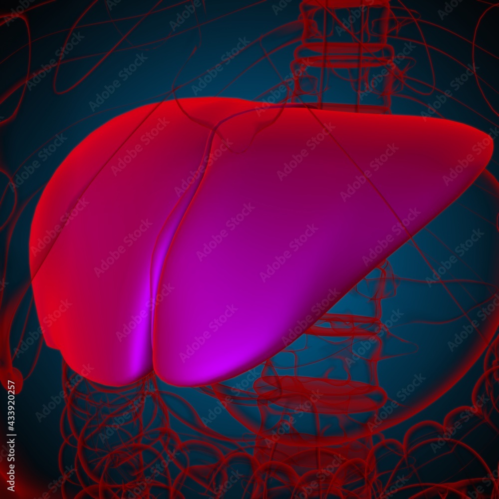 Liver 3D Illustration Human Digestive System Anatomy Stock Illustration ...