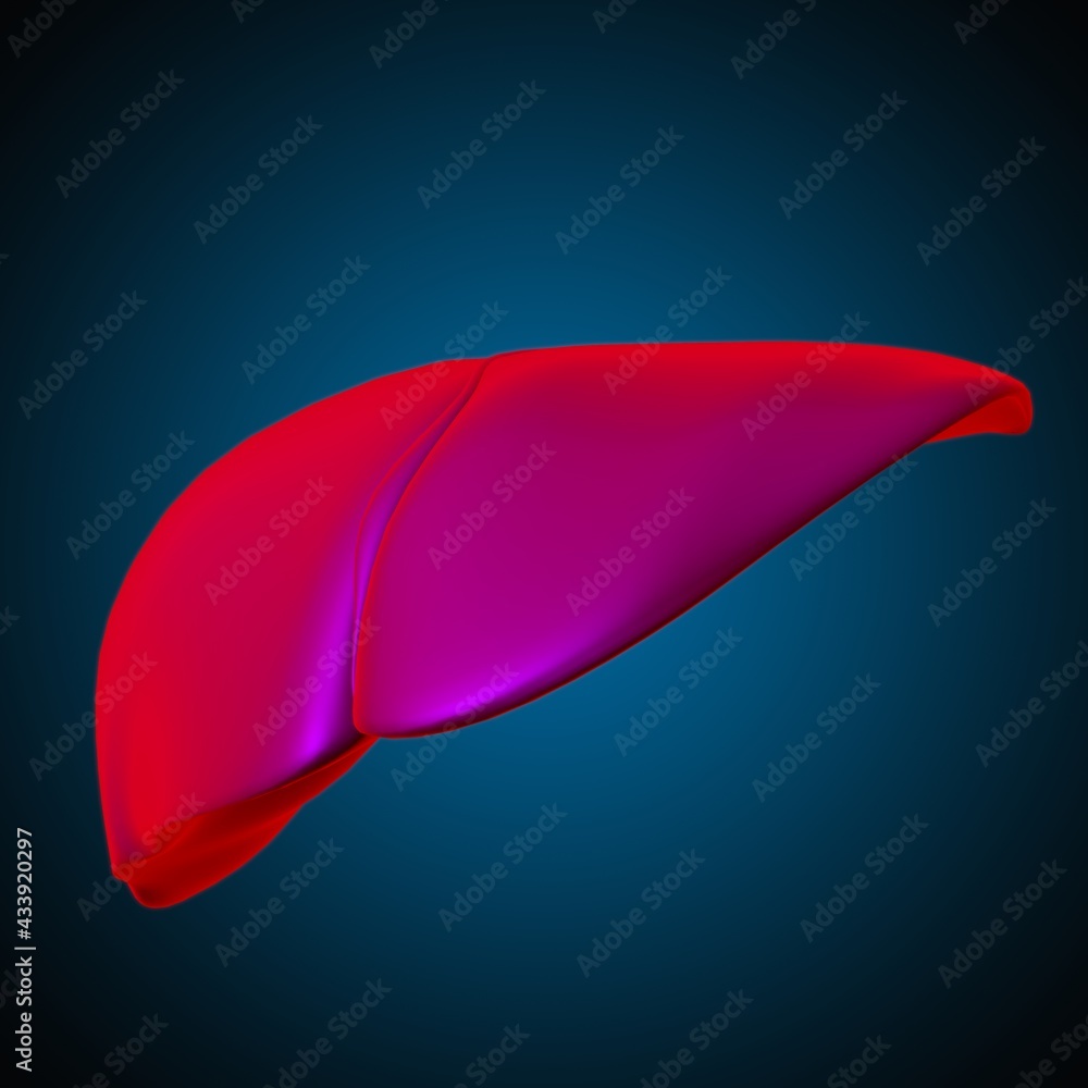 Liver 3D Illustration Human Digestive System Anatomy Stock Illustration ...