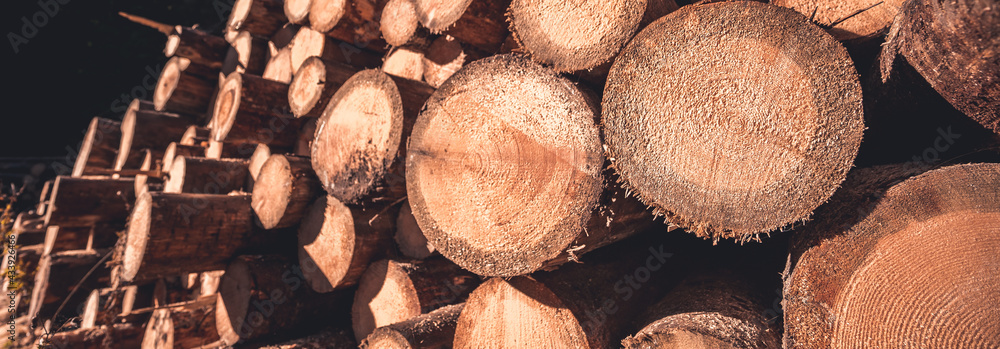 Log spruce trunks pile. Sawn trees from the forest. Logging timber wood ...