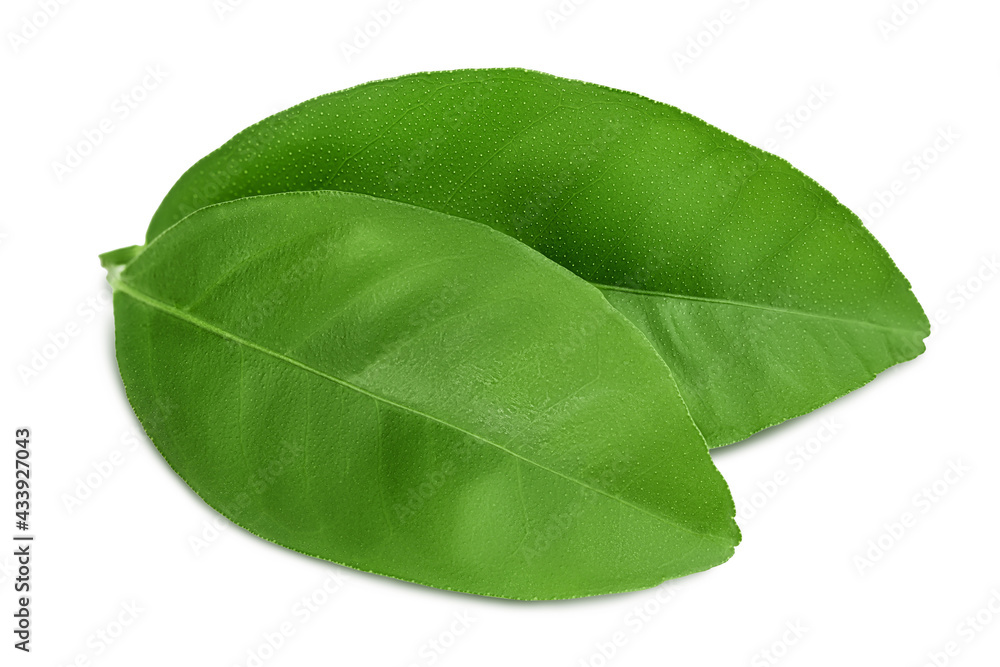 Citrus leaf isolated on white background with clipping path and full ...