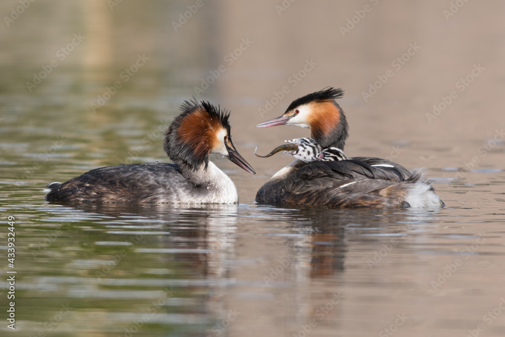 Great crested grebe (Podiceps cristatus) feeds its young a fish. The ...