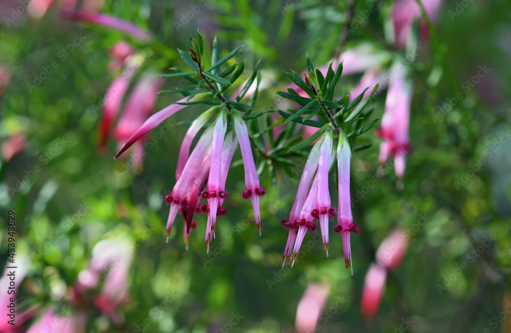 Tubular bell shaped flowers of the Australian native Red five corners ...
