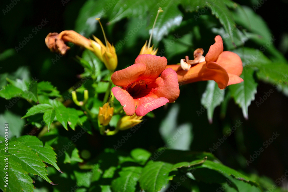 Foto de Focus on bignone radians flowers, hanging in a clump climbing ...
