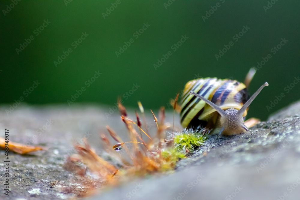 Banded garden snail with a big shell in close-up and macro view shows ...