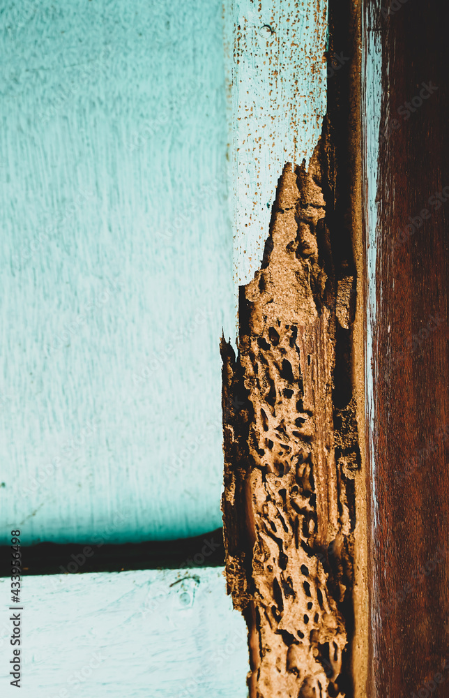 The wood door with termites damage, termite nest at wooden wall, nest ...
