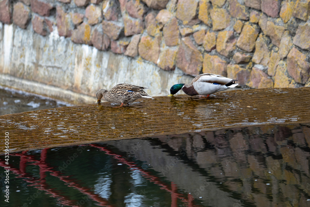 Duck and drake feed at the edge of a waterfall in a city park. The ...