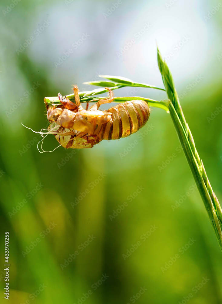 Cicada exoskeleton clinging to a blade of grass Stock Photo | Adobe Stock