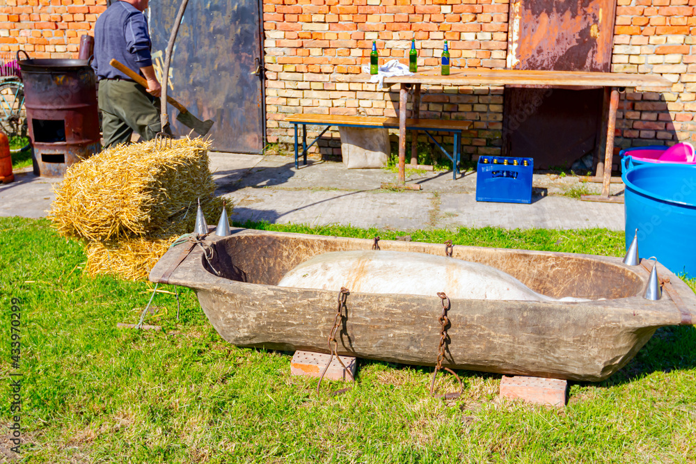 Slaughtered pig in an old, wooden trough, ready for taking of hair from ...
