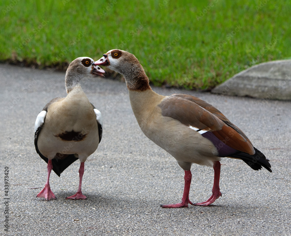 Two Egyptian geese with light and dark brown, black, and orange ...