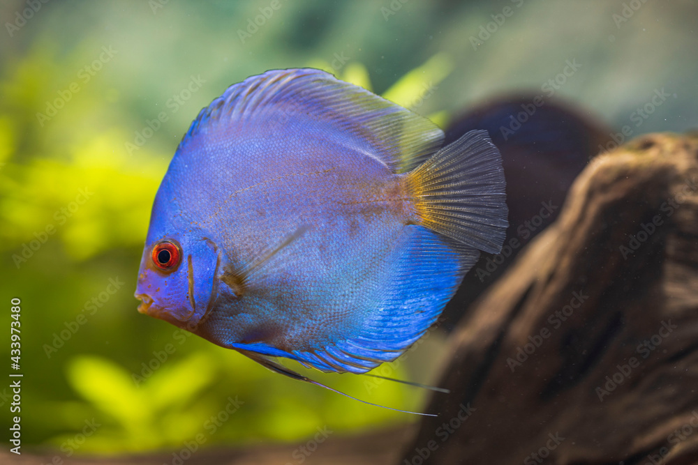 Blue Diamond Discus Fish