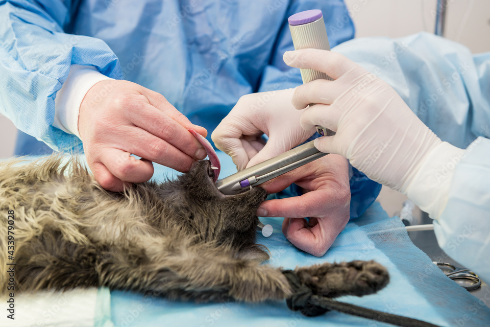 Veterinary surgeon is preparing cat for neutering surgery. Stock Photo ...