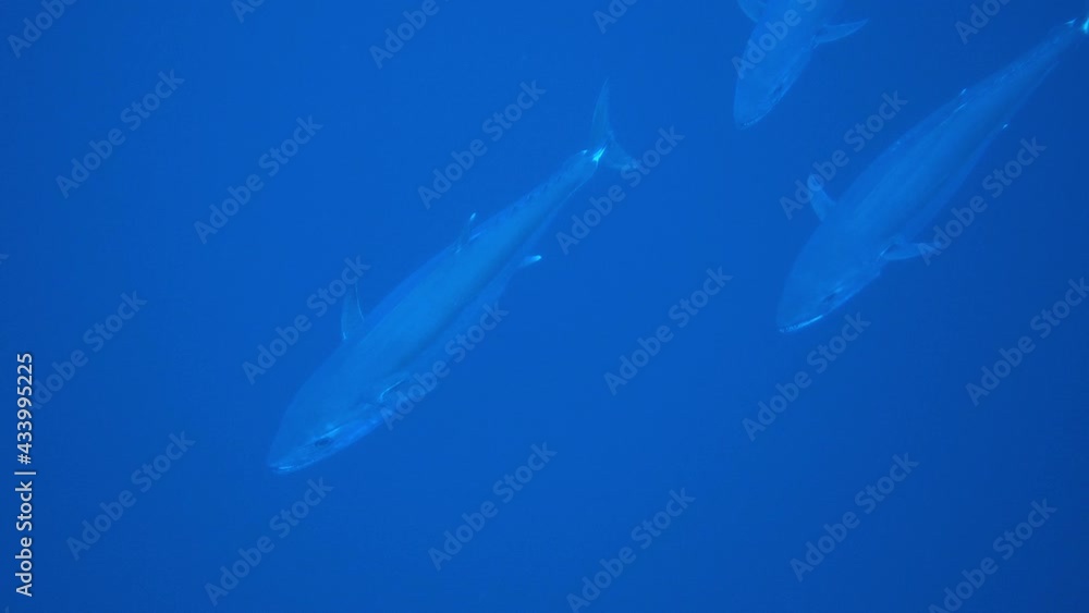 School of tuna tunny fish on the blue background of the sea under water ...