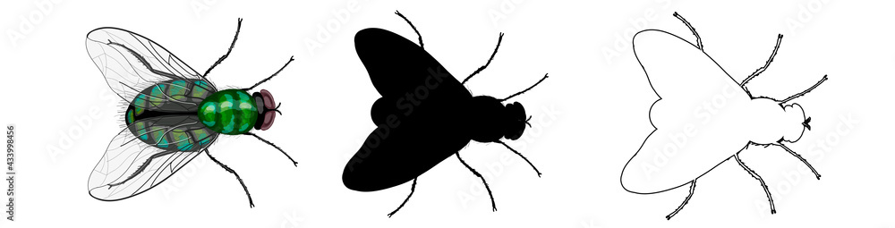 Insects. Set of three flies - green in cartoon style, black silhouette ...