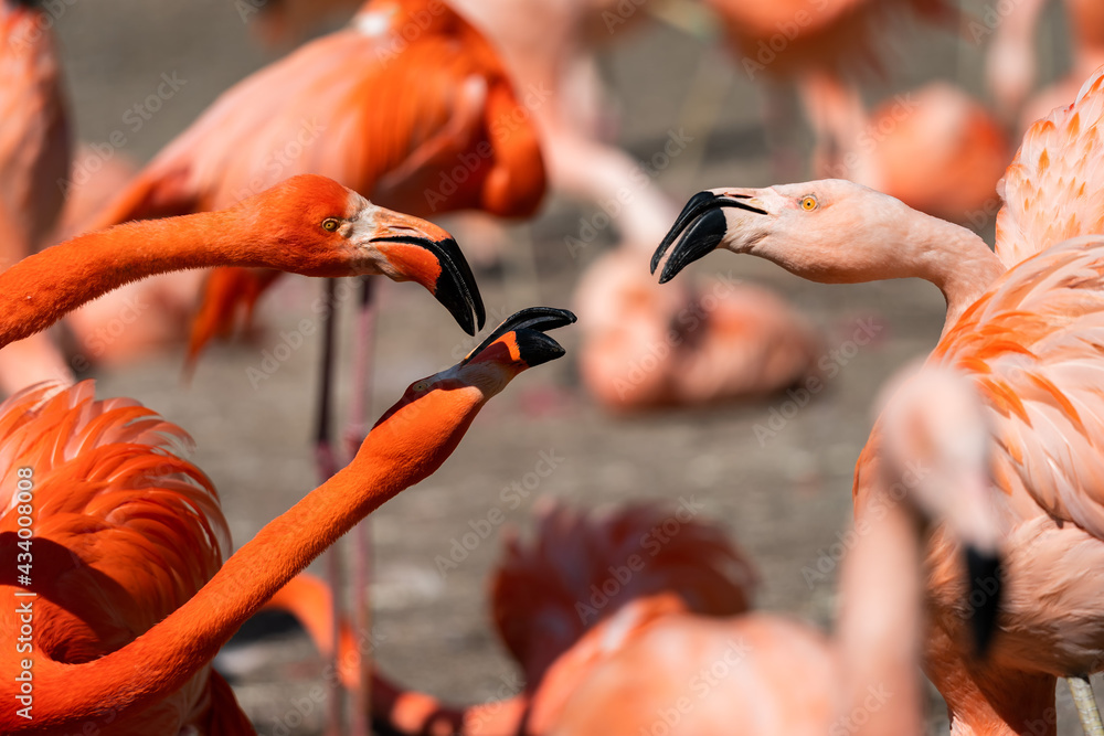 Phoenicopterus chilensis. Chilean flamingo is a type of wading bird in ...