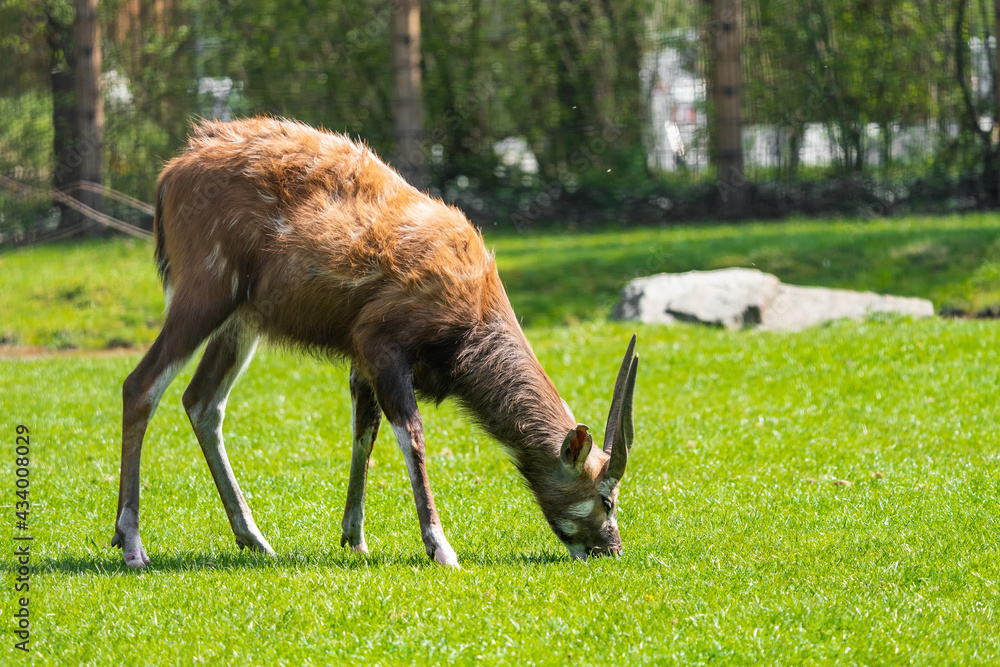 Foto de The sitatunga or marshbuck (Tragelaphus spekii) is a swamp ...