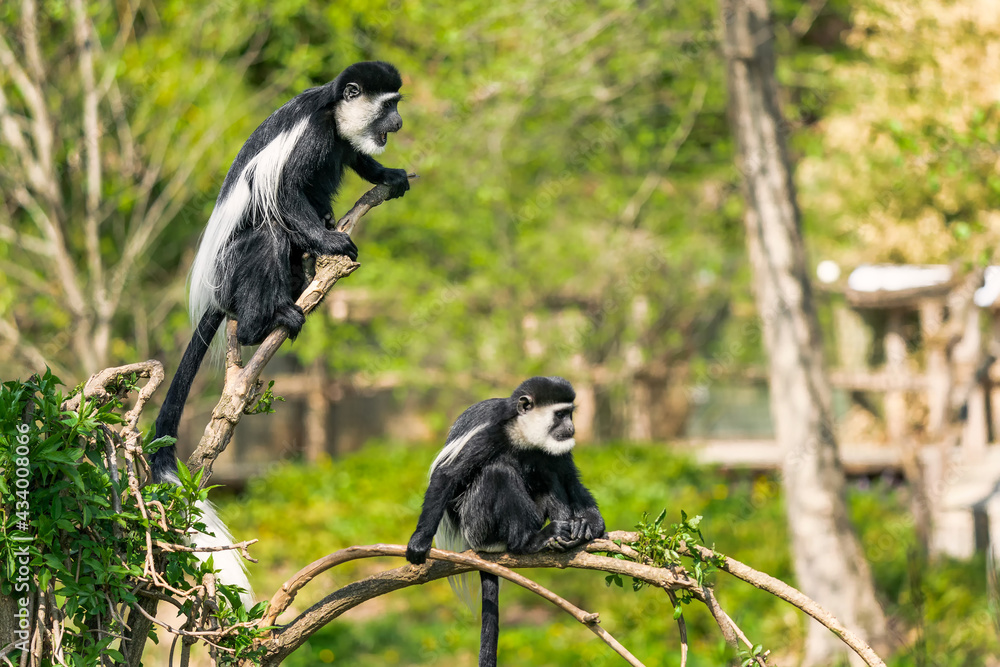 Guereza, any of several species of colobus monkeys distinguished by ...