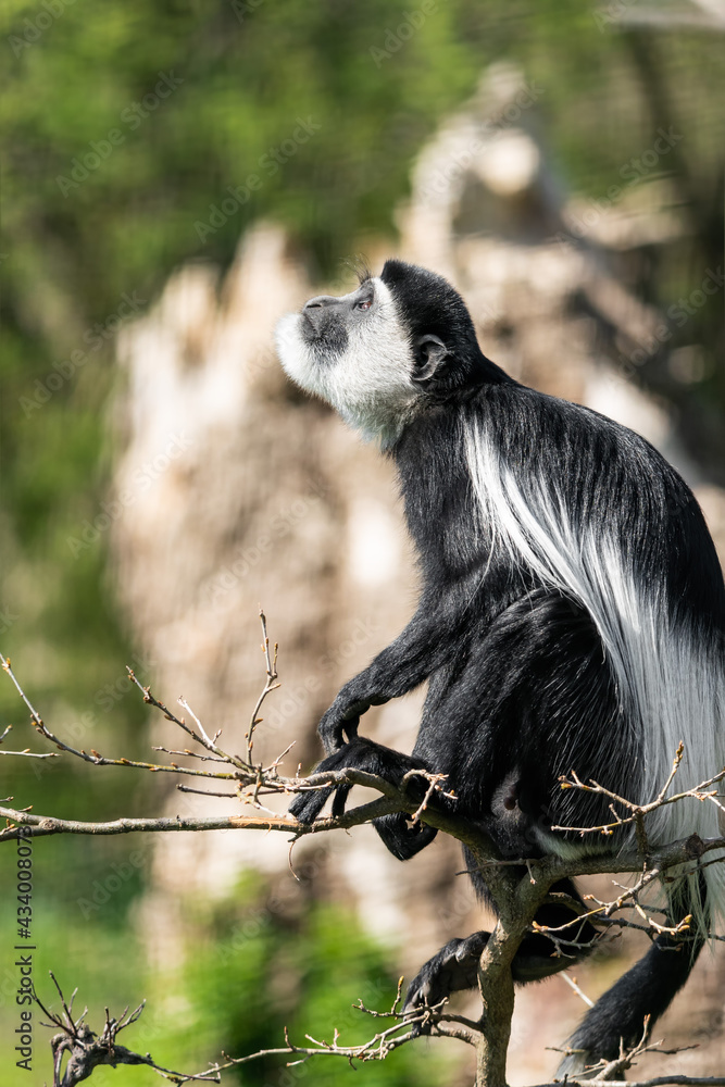 Guereza, any of several species of colobus monkeys distinguished by ...
