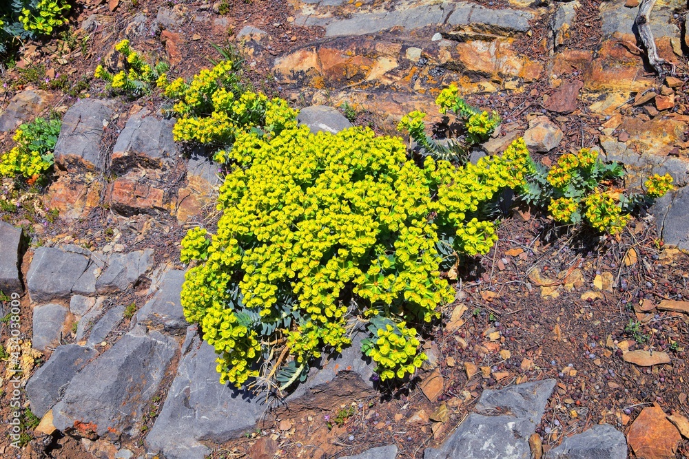 Upright Myrtle Spurge, Gopher spurge, blue spurge or broad-leaved ...