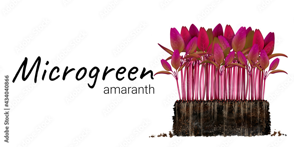 Cultivation of microgreen amaranth, young sprout, amaranth seeds in the ...