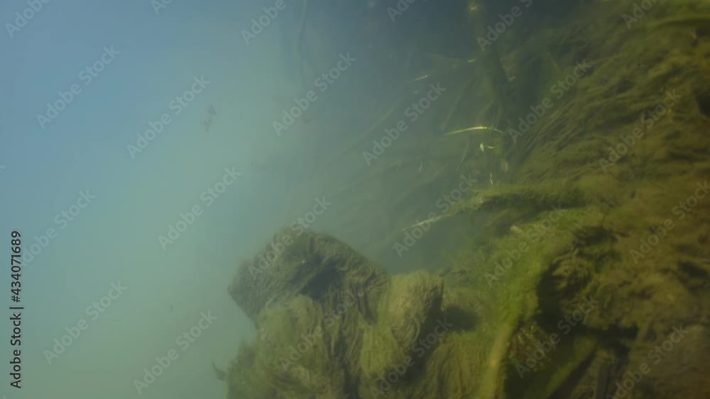View of the bottom of the lake, underwater scenery with plants, old ...