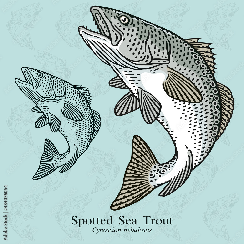 Spotted Sea Trout, Speckled Sea Trout, Weakfish. Vector illustration ...